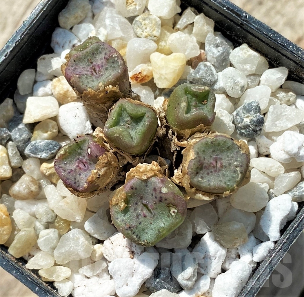 SHPR11962 Conophytum cubicum -East Efesteenfontein- – Cactus-online