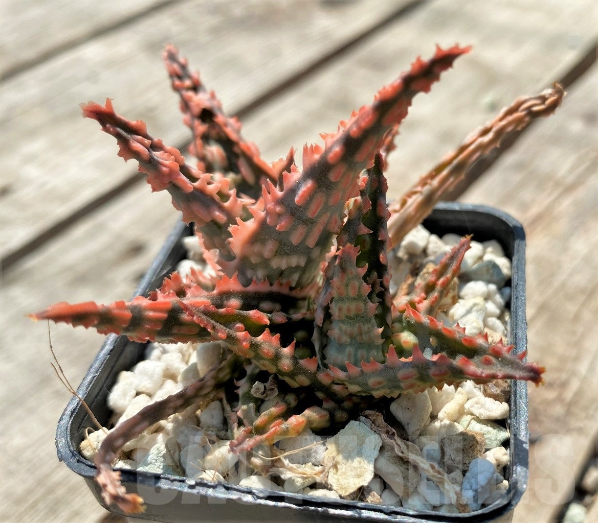 SHPR12057 Aloe hybrid – Кактус онлайн