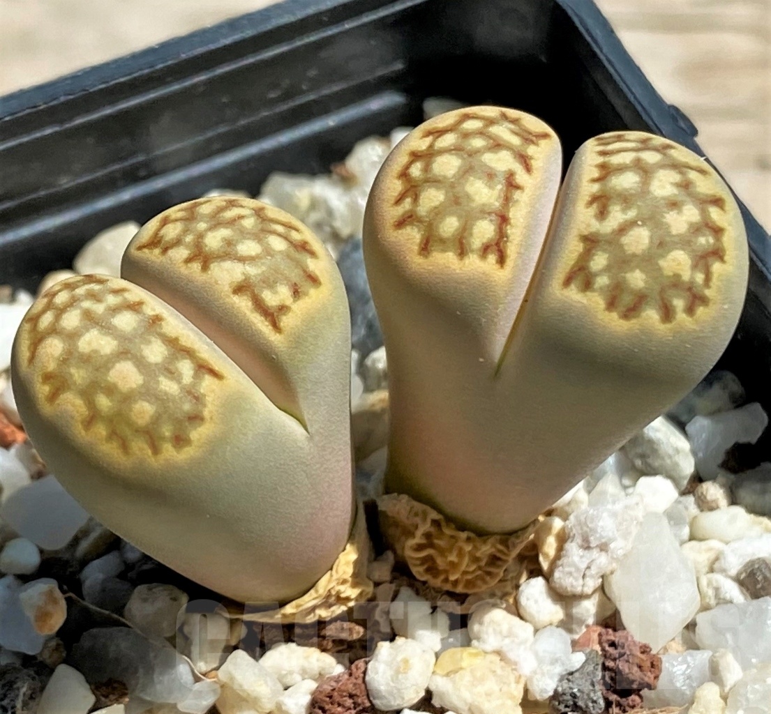 SHPR12074 Lithops julii v. fulleri v. brunea – Cactus-online