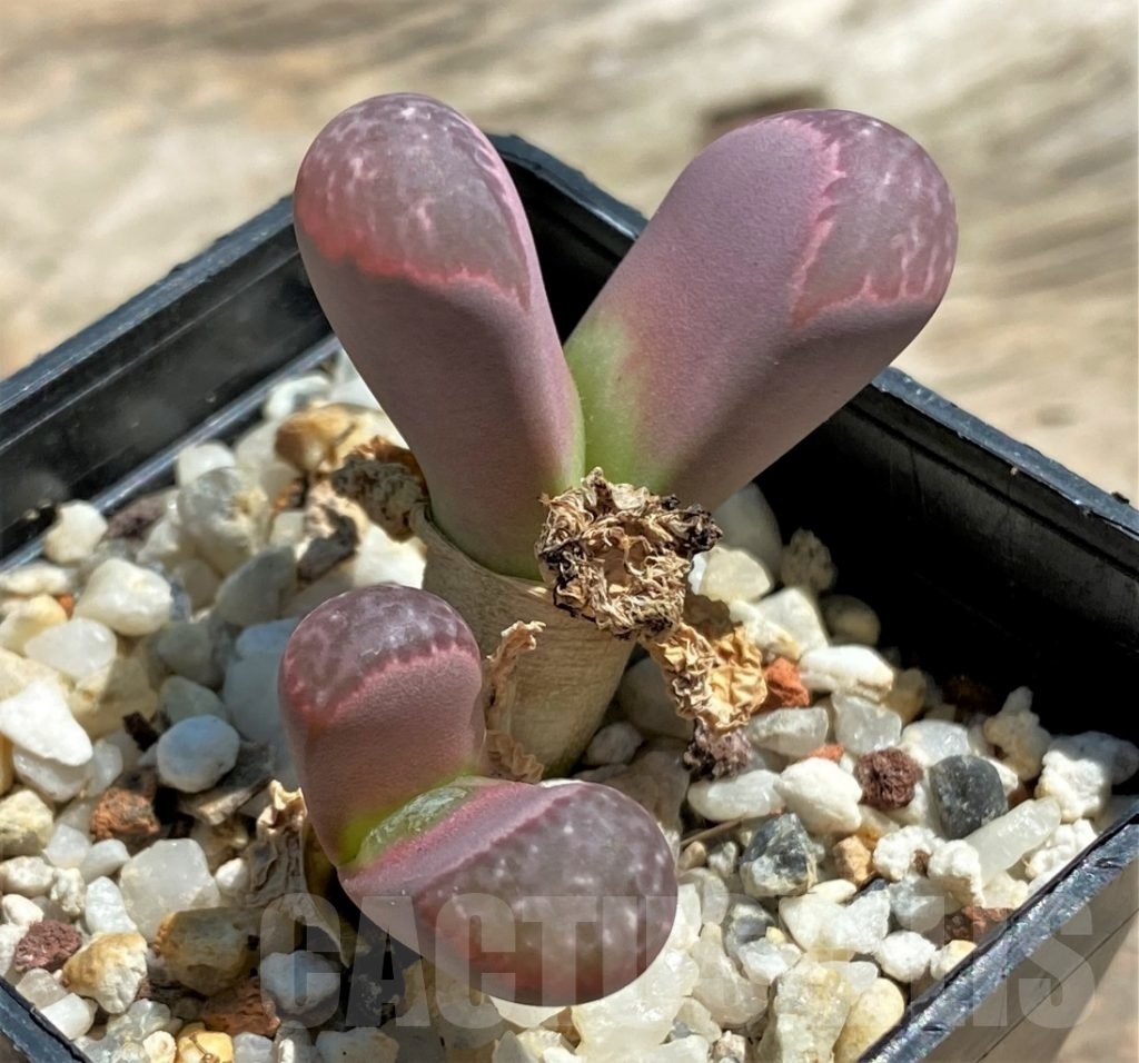 SHPR12078 Lithops naureeniae Pink form – Cactus-online