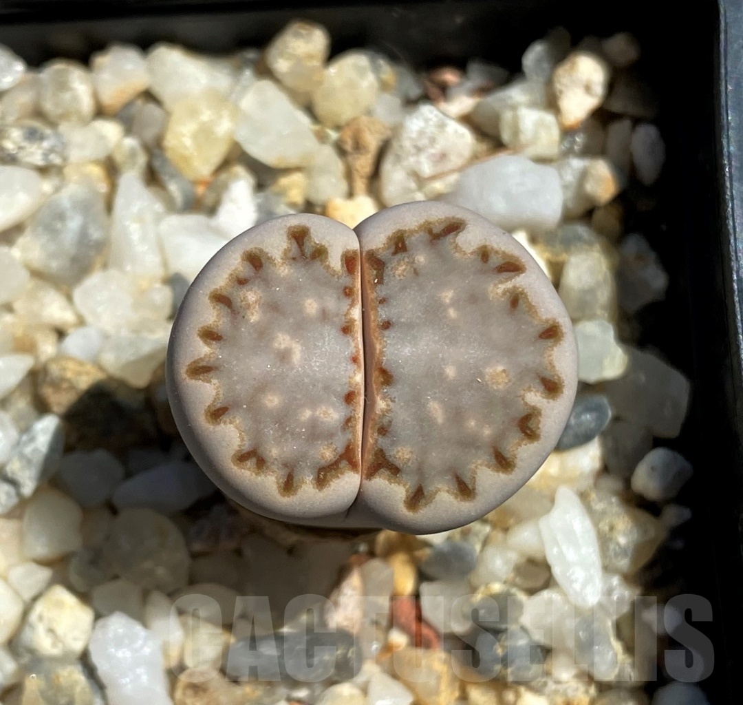 SHPR12079 Lithops julii v. fulleri C 062 – Cactus-online