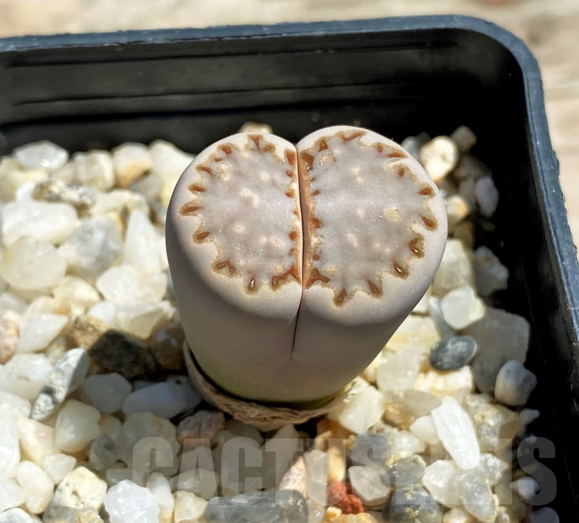 SHPR12079 Lithops julii v. fulleri C 062 – Cactus-online