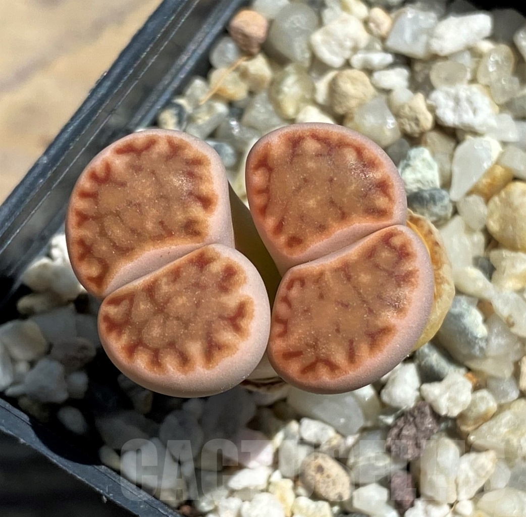 SHPR12080 Lithops julii v. fulleri C 121 – Cactus-online