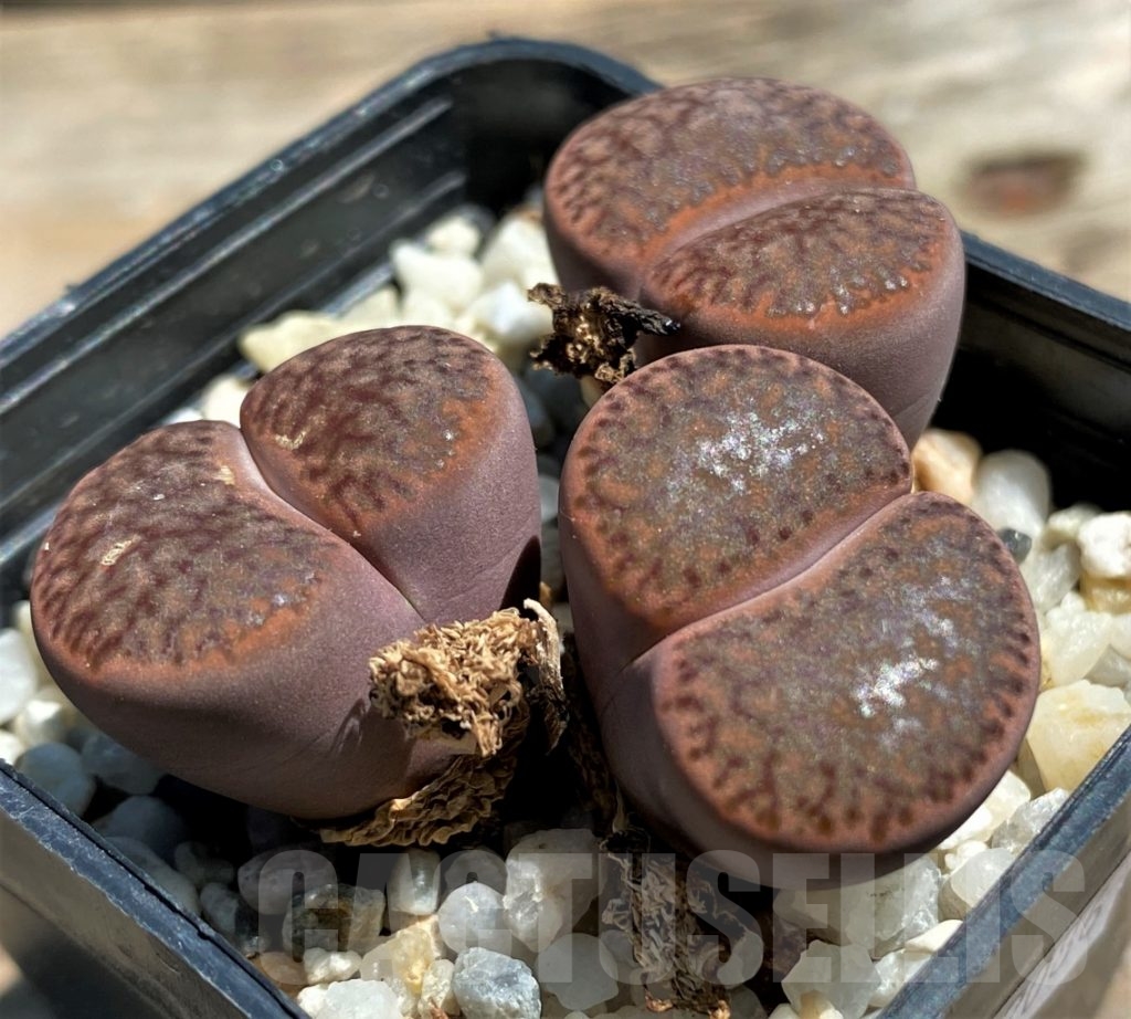 SHPR12086 Lithops bromfieldii v. glaudinae – Cactus-online