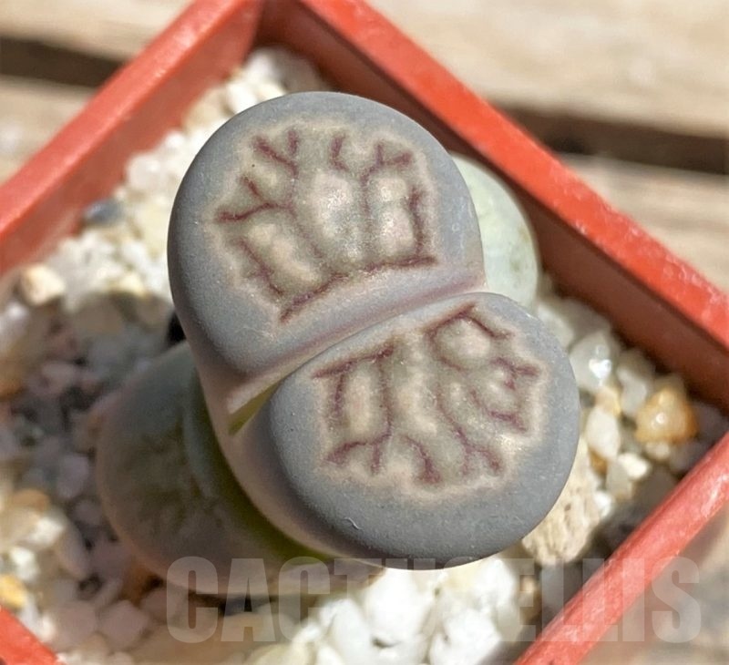 SHPR12105 Lithops julii ‘Kikushogiyoku’ – Cactus-online