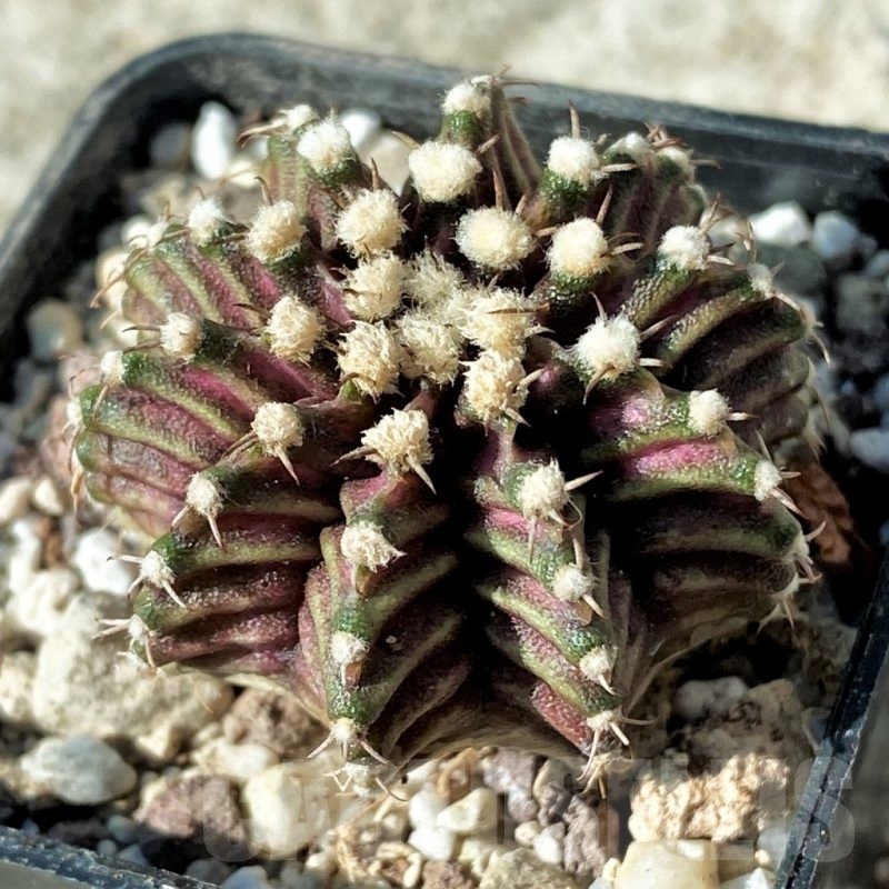 SHPR12160 Gymnocalycium mihanovichii 'T-rex' - Cactus-online