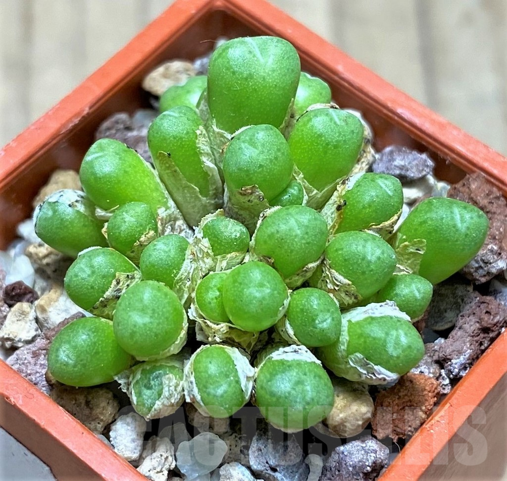 SHPR11311 Conophytum saxetanum Luderitz – Cactus-online
