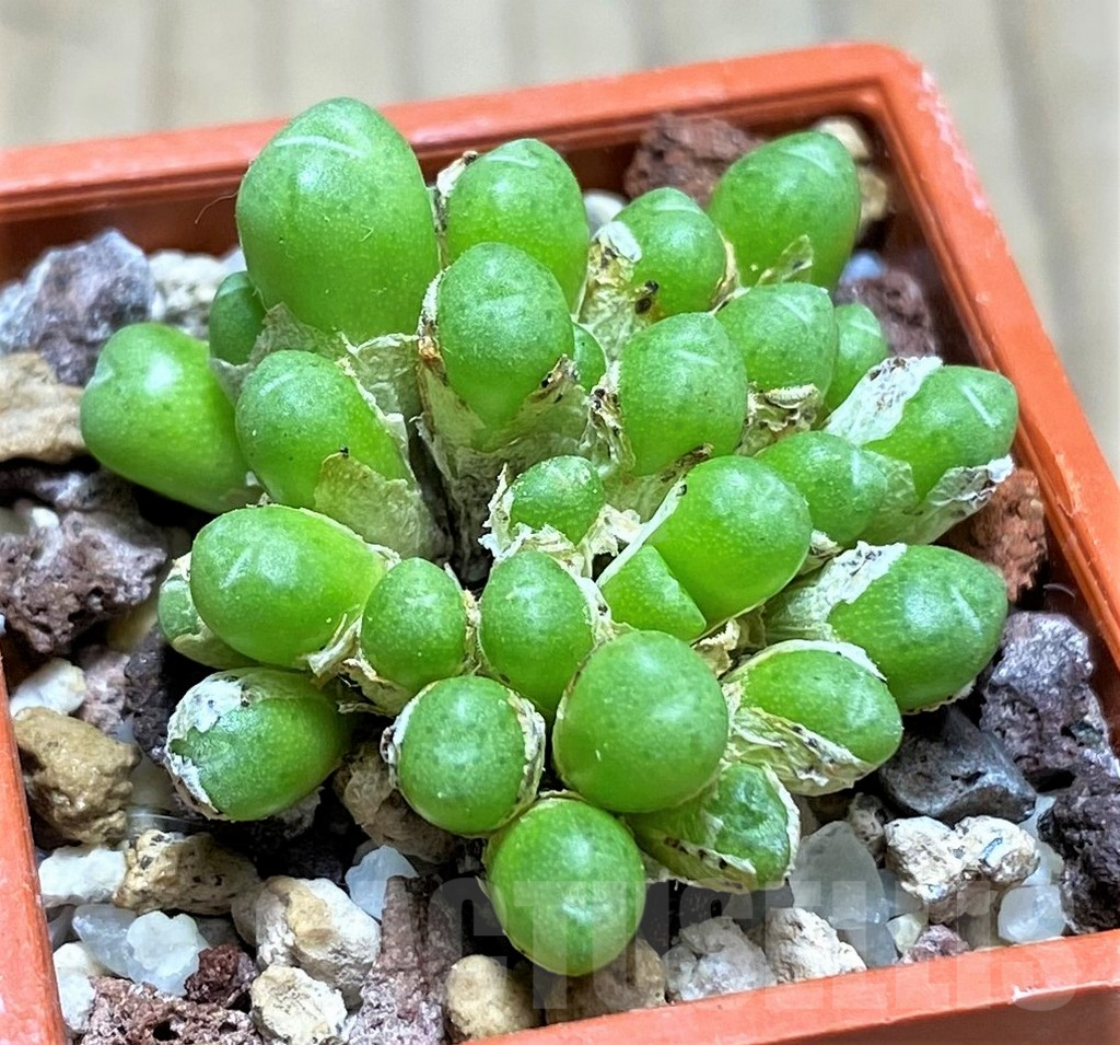SHPR11311 Conophytum saxetanum Luderitz – Cactus-online