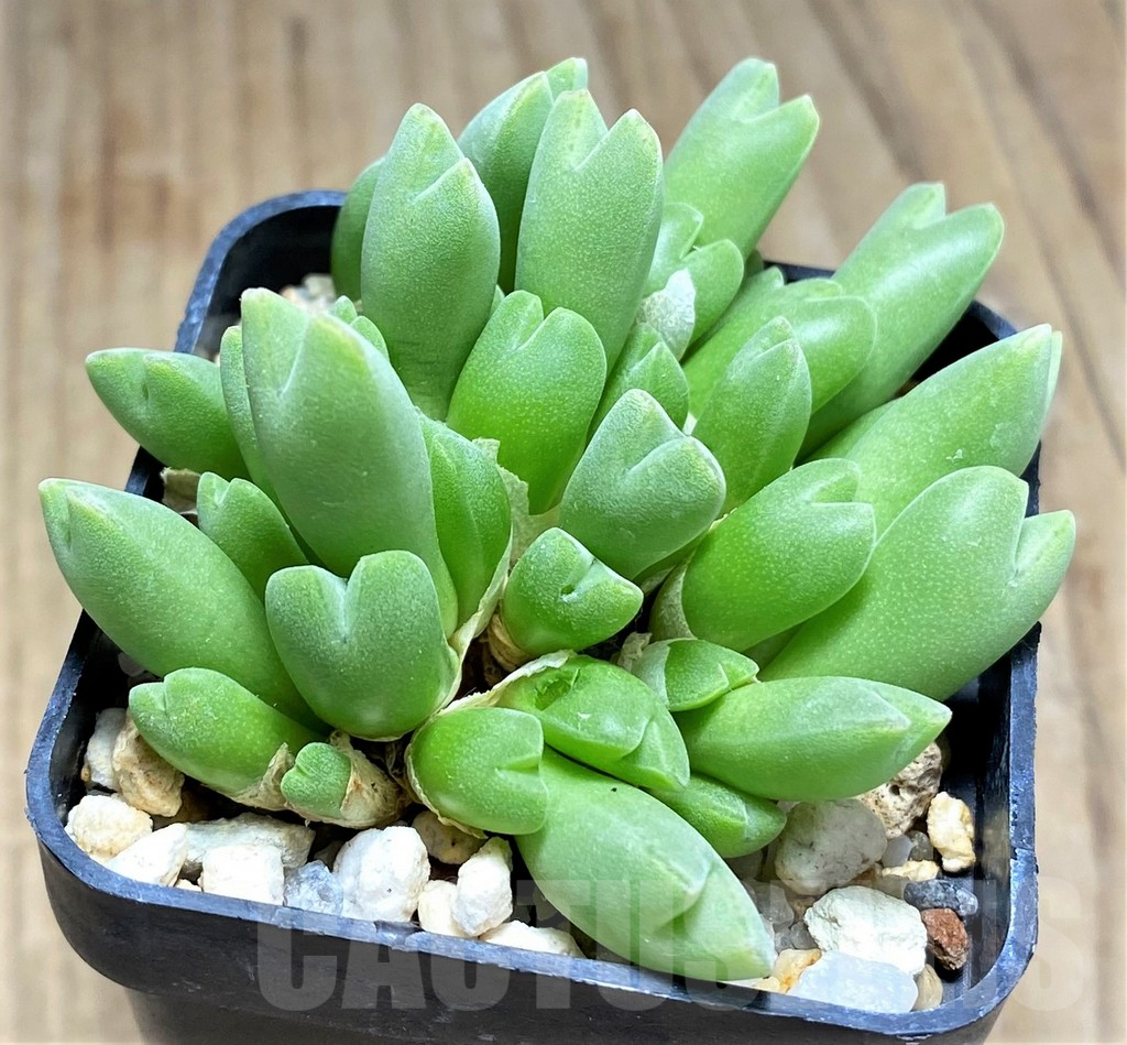 SHPR11413 Conophytum klinghardtense ssp baradii – Cactus-online