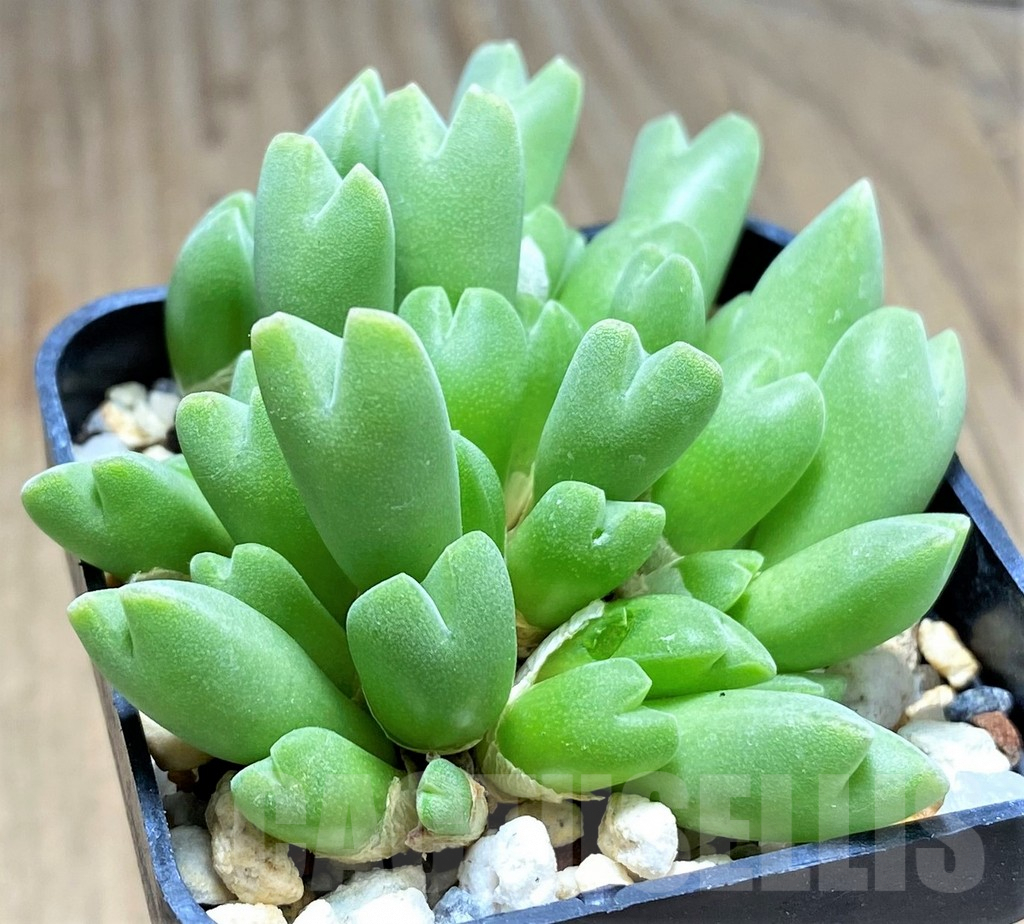 SHPR11413 Conophytum klinghardtense ssp baradii – Cactus-online