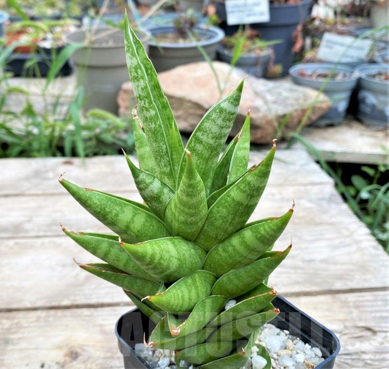 SHPR12909 Sansevieria Pagoda hybrid – Cactus-online
