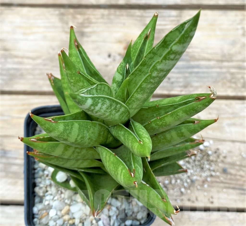 SHPR12909 Sansevieria Pagoda hybrid – Cactus-online