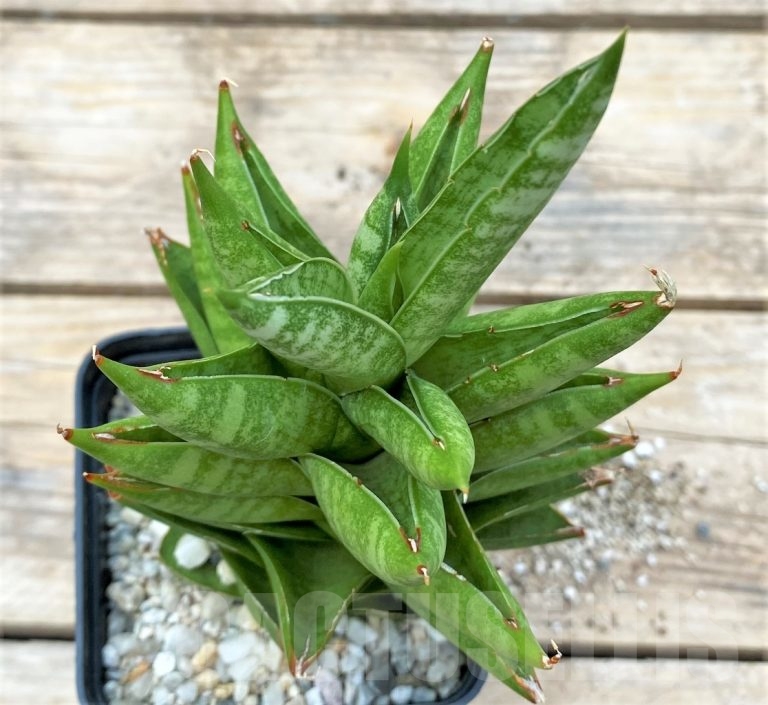 SHPR12909 Sansevieria Pagoda hybrid – Cactus-online