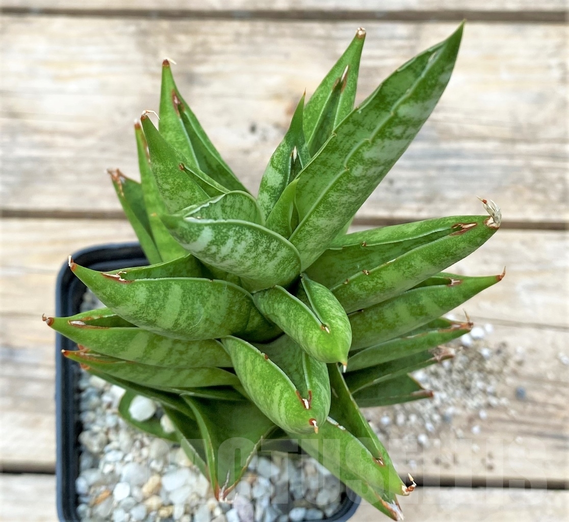 SHPR12909 Sansevieria Pagoda hybrid – Cactus-online