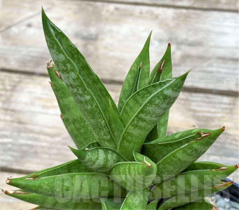 SHPR12909 Sansevieria Pagoda hybrid – Cactus-online