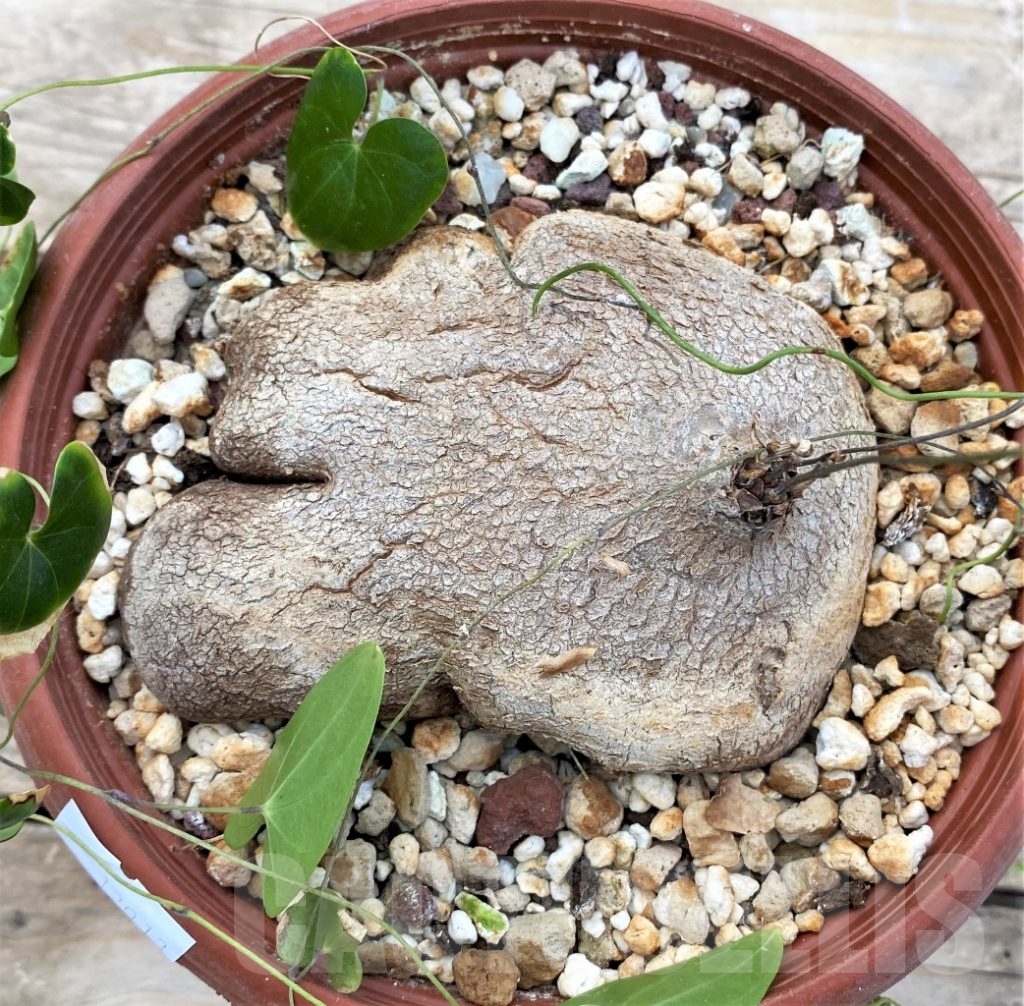 SHPR12913 Dioscorea sylvatica -RSA- – Cactus-online