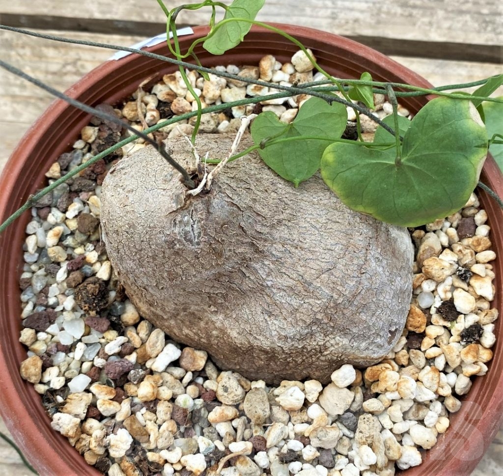 SHPR12916 Dioscorea sylvatica -RSA- – Cactus-online