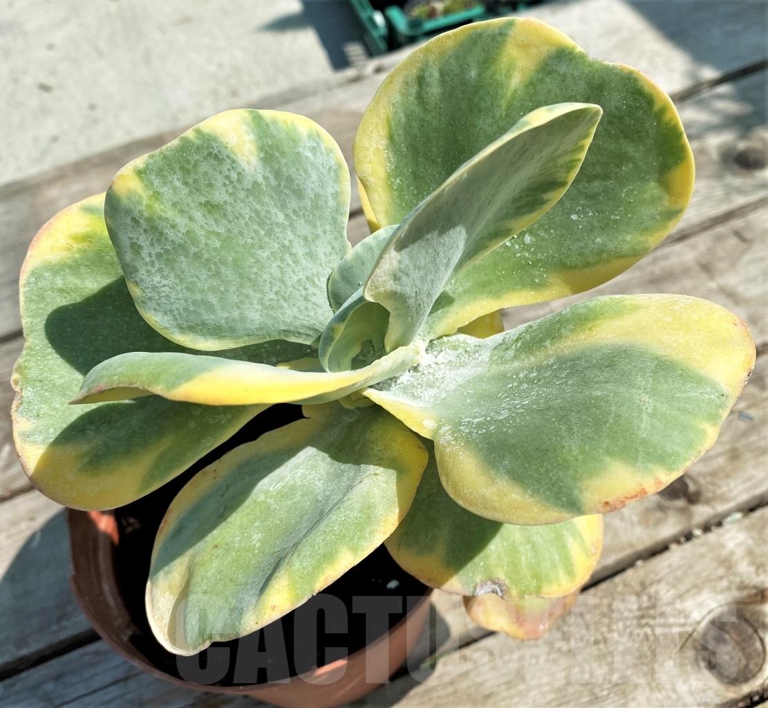 SHPR12918 Kalanchoe thyrsiflora variegata – Кактус онлайн