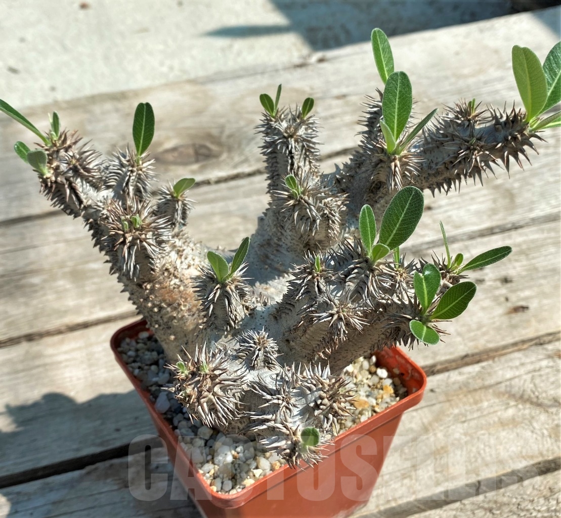 SHPR12920 Pachypodium densiflorum -Madagascar- – Кактус онлайн
