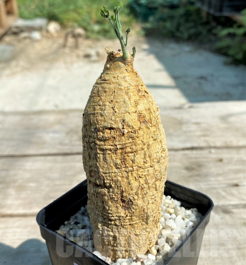 SHPR12938 Adenia metamorpha – Cactus-online