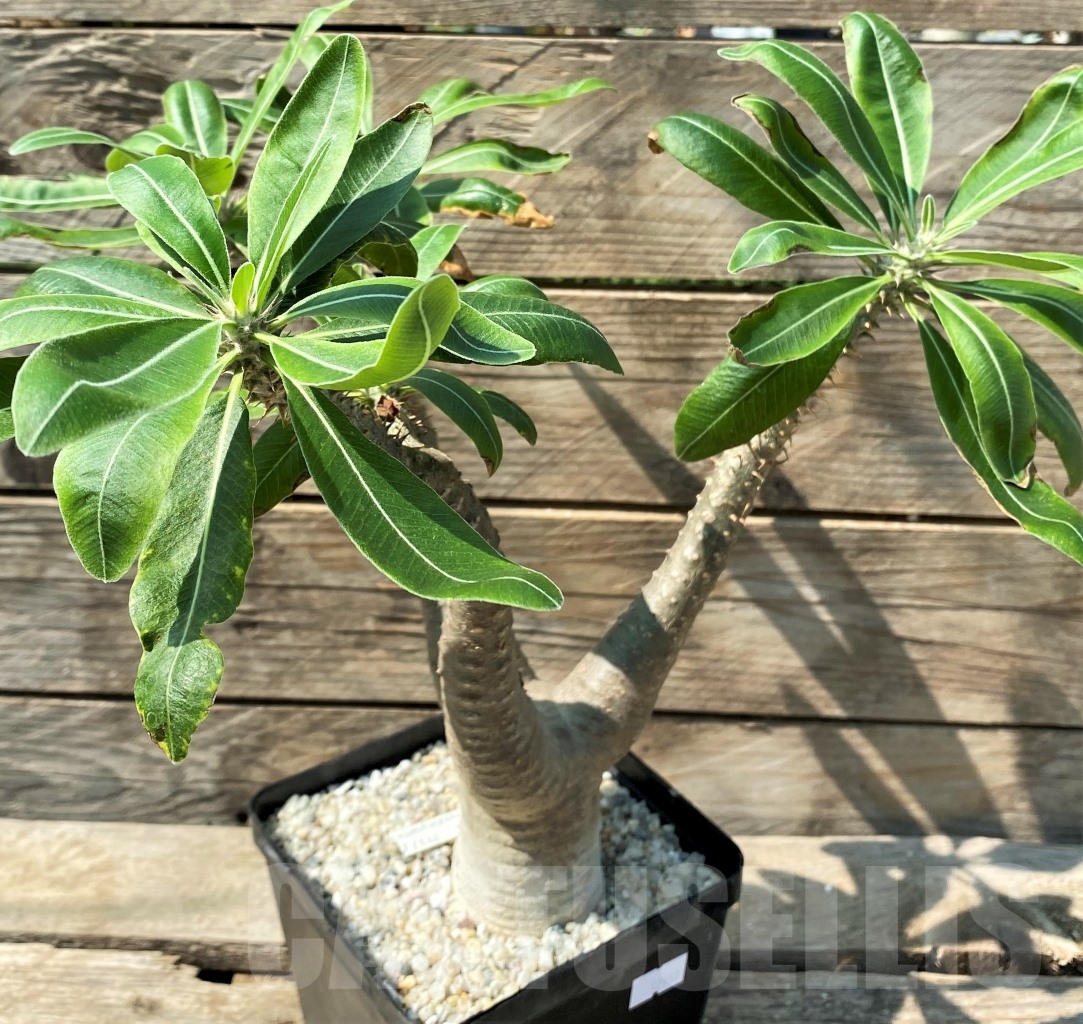 SHPR12980 Pachypodium rosulatum ssp. makayense -Madagascar- – Кактус онлайн