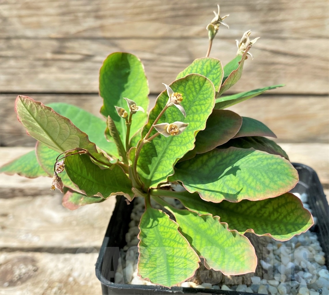 SHPRE 12984 Euphorbia subapoda (Euphorbia primulaefolia) -Madagascar- – Cactus-online