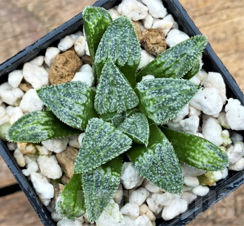 SHPR13004 Haworthia ‘Ginsekai’ hybrid – Кактус онлайн