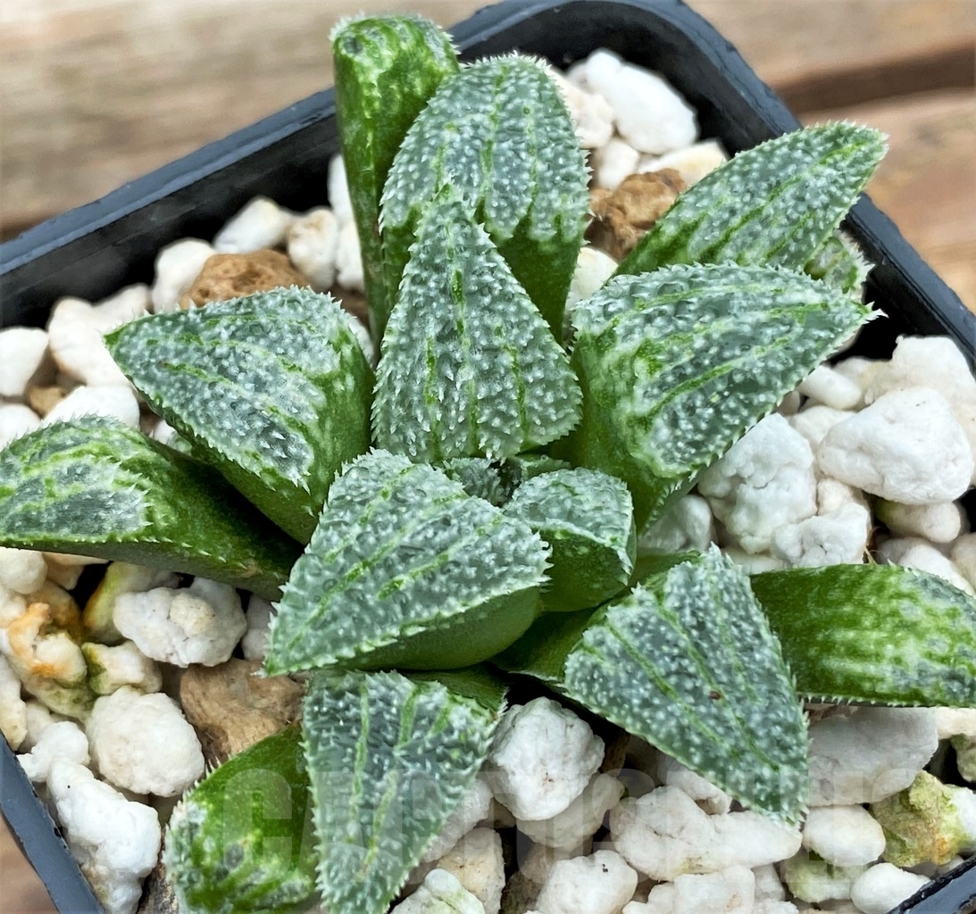 SHPR13004 Haworthia ‘Ginsekai’ hybrid – Кактус онлайн