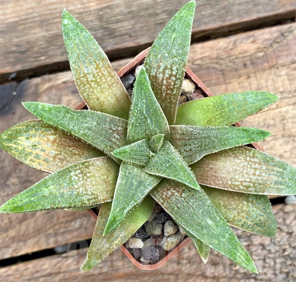 SHPR13007 Haworthia ‘Alligator Pair’ – Cactus-online