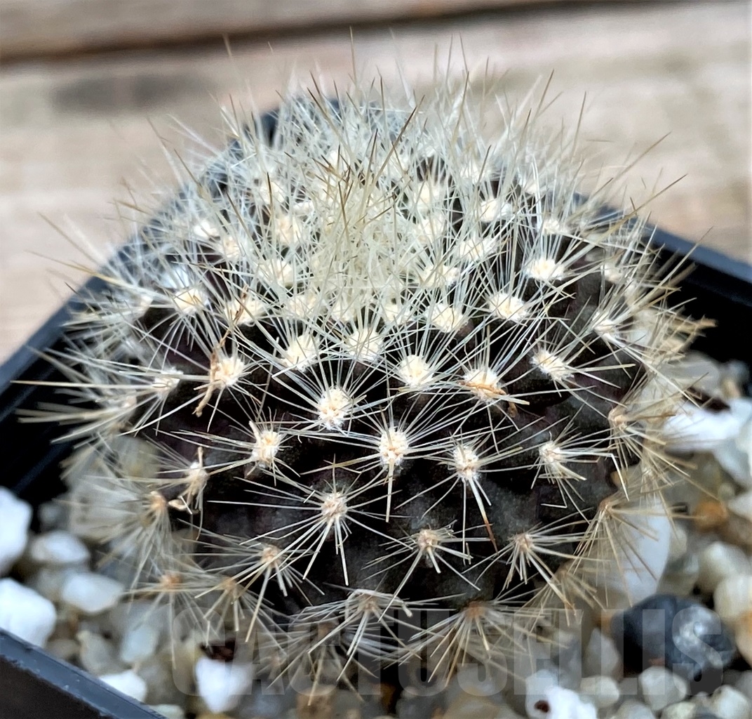 SHPR13022 Neoporteria sp. – Кактус онлайн