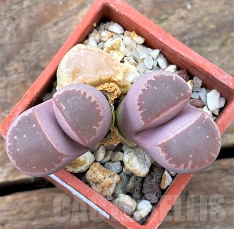 SHPR13050 Lithops olivacea v. nebrownii ‘Red Olive’ – Cactus-online