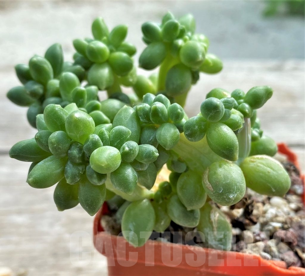 SHPR13110 Pachyphytum compactum – Cactus-online