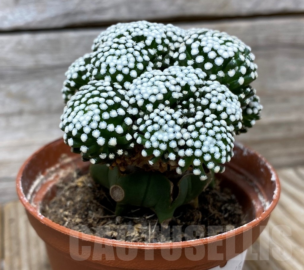 SHPR13145 Mammillaria luethyi , grafted - Кактус онлайн