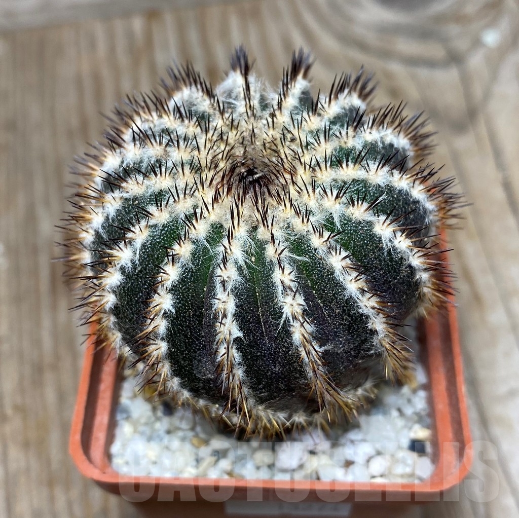 SHPR13274 Uebelmannia pectinifera , grafted - Кактус онлайн