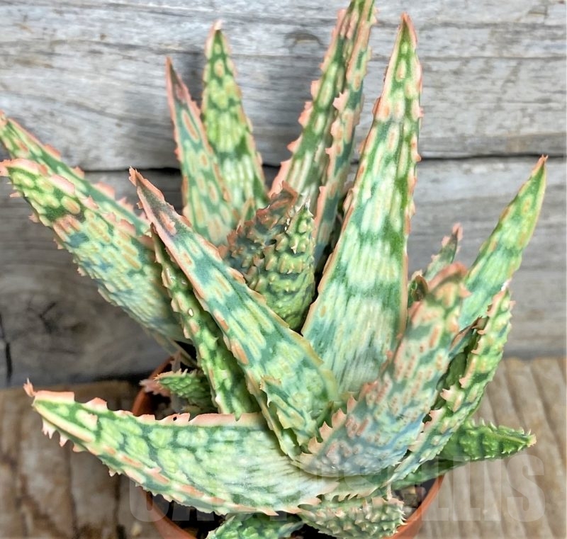 SHPR13453 Aloe hybrid - Кактус онлайн