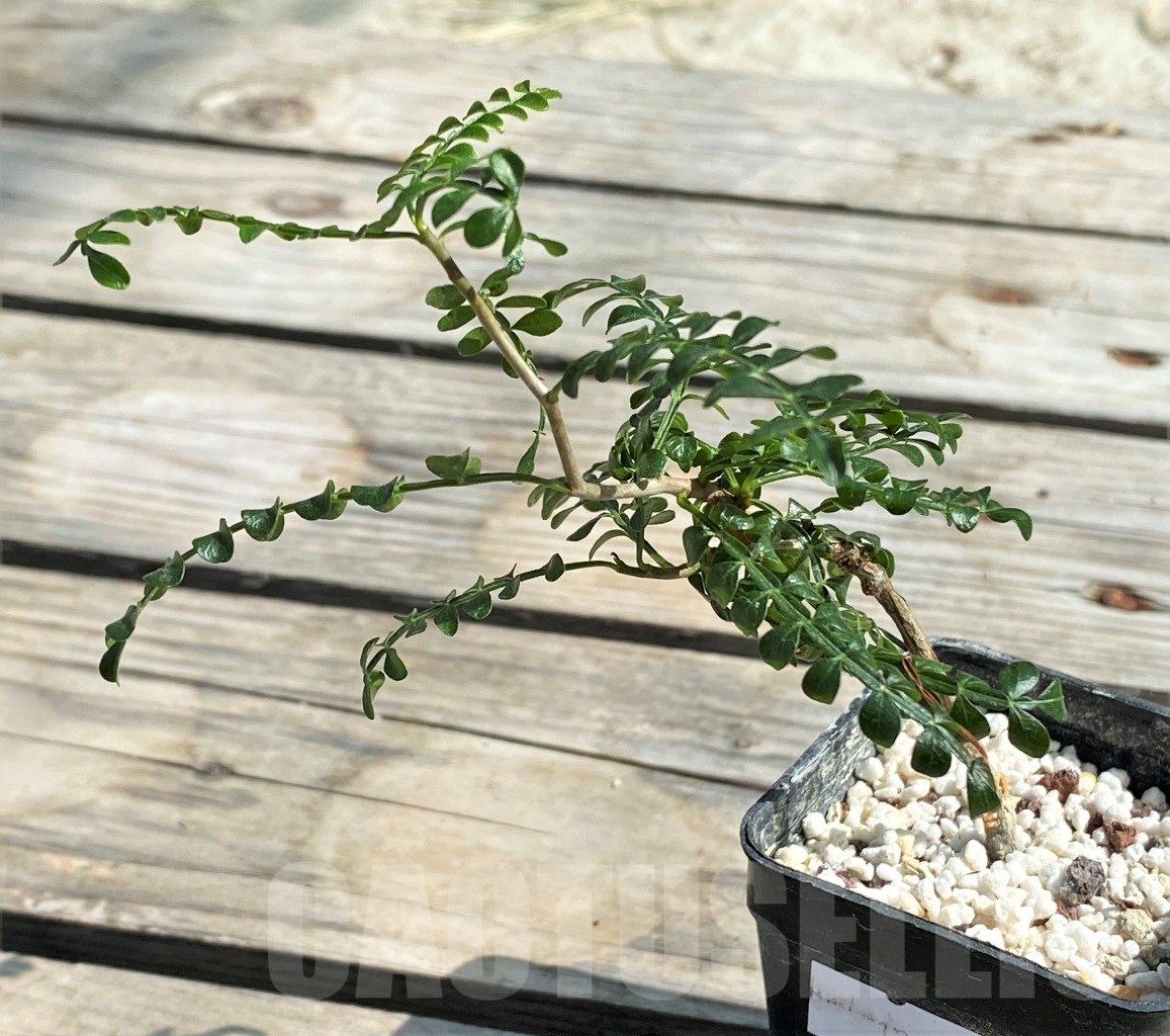 SHPR13542 Operculicarya pachypus – Cactus-online