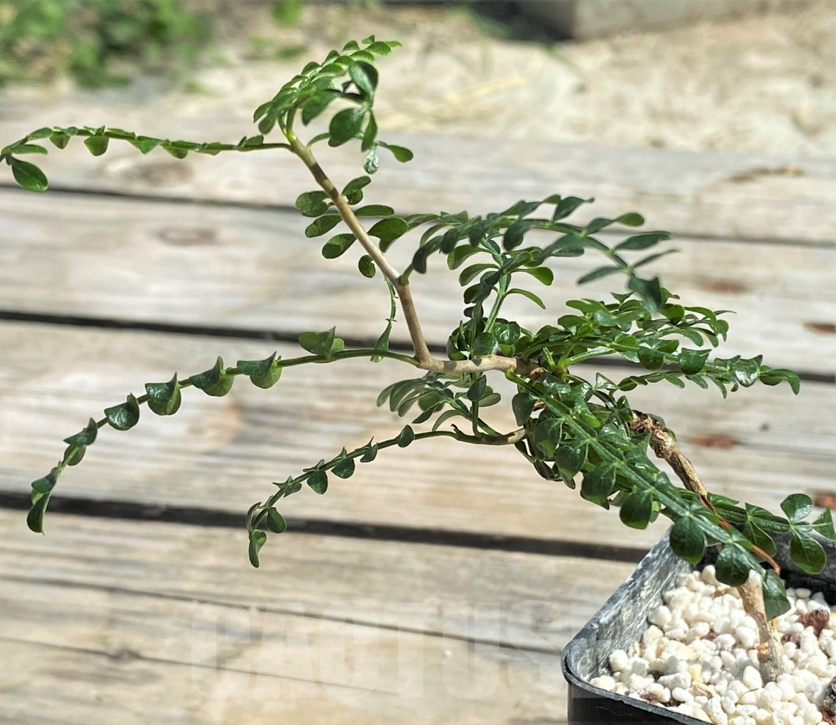 SHPR13542 Operculicarya pachypus – Cactus-online