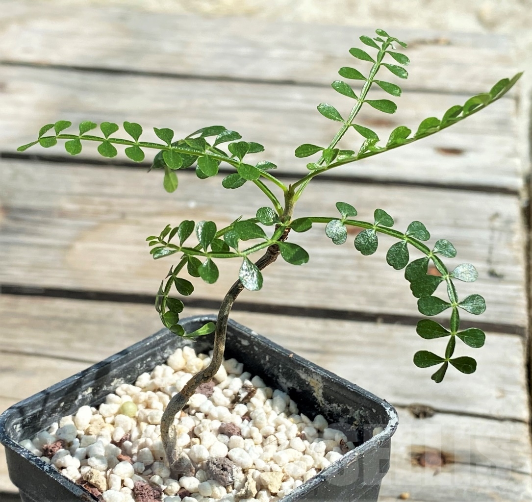 SHPR13543 Operculicarya pachypus – Кактус онлайн