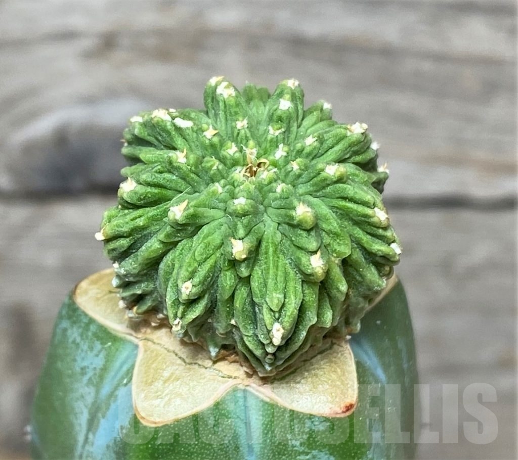 SHPR13585 Aztekium ritteri, grafted – Cactus-online