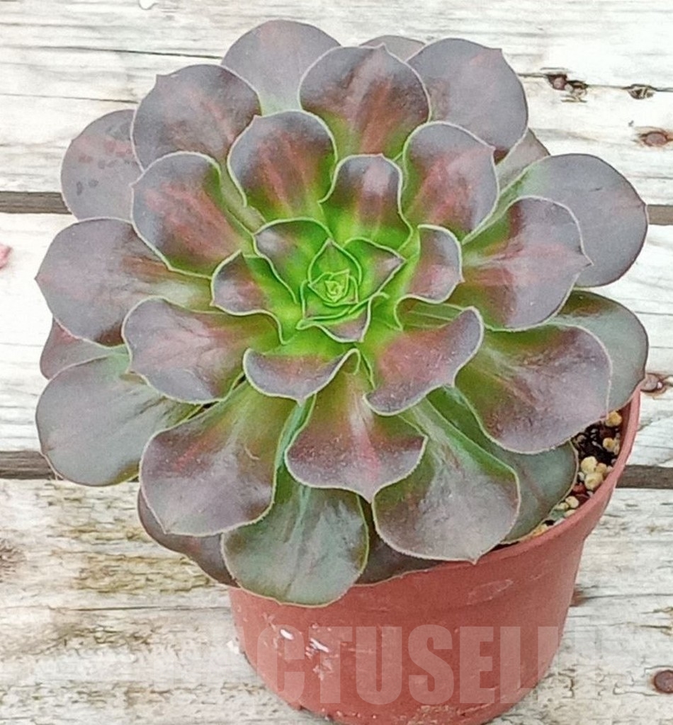 SHPR 13665 Aeonium ‘Kilimanjaro’ – Cactus-online