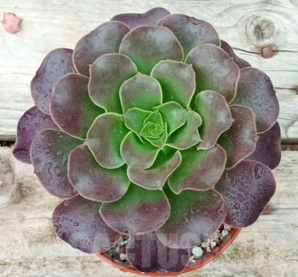 SHPR 13665 Aeonium ‘Kilimanjaro’ – Cactus-online