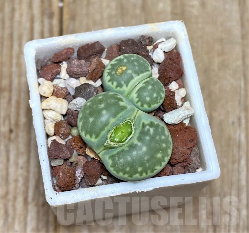SHPR14651 Lithops fulleri x Lithops salicola ‘Malachite’, with seeds ...