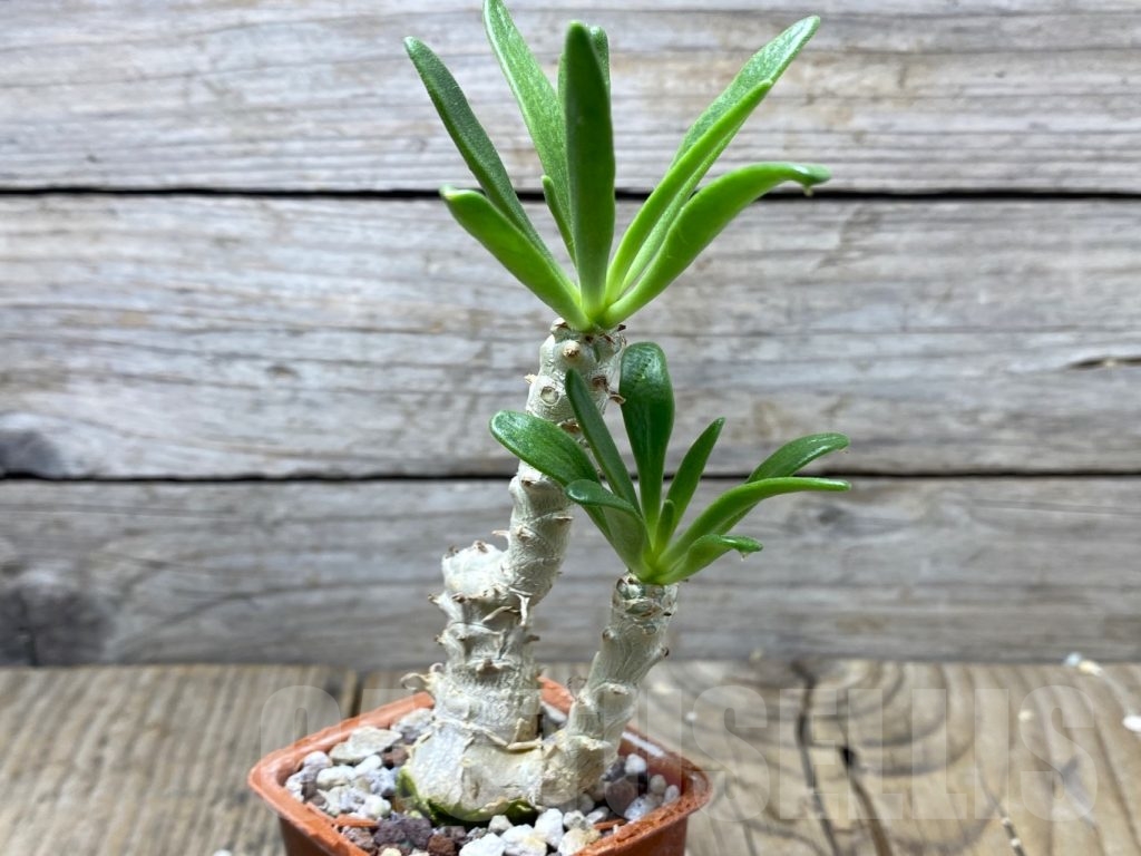 SHPR14680 Tylecodon grandiflorus signal hill – Cactus-online