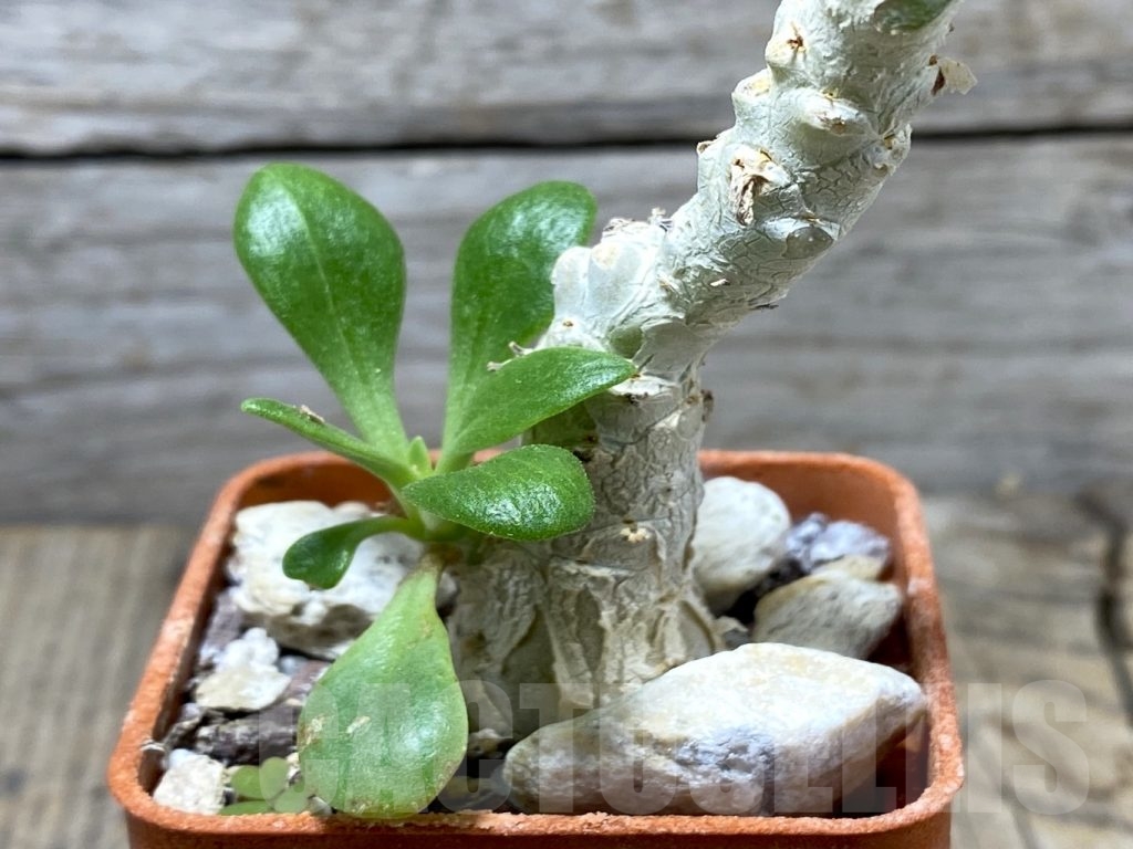 SHPR14682 Tylecodon grandiflorus -Signal Hill- – Cactus-online