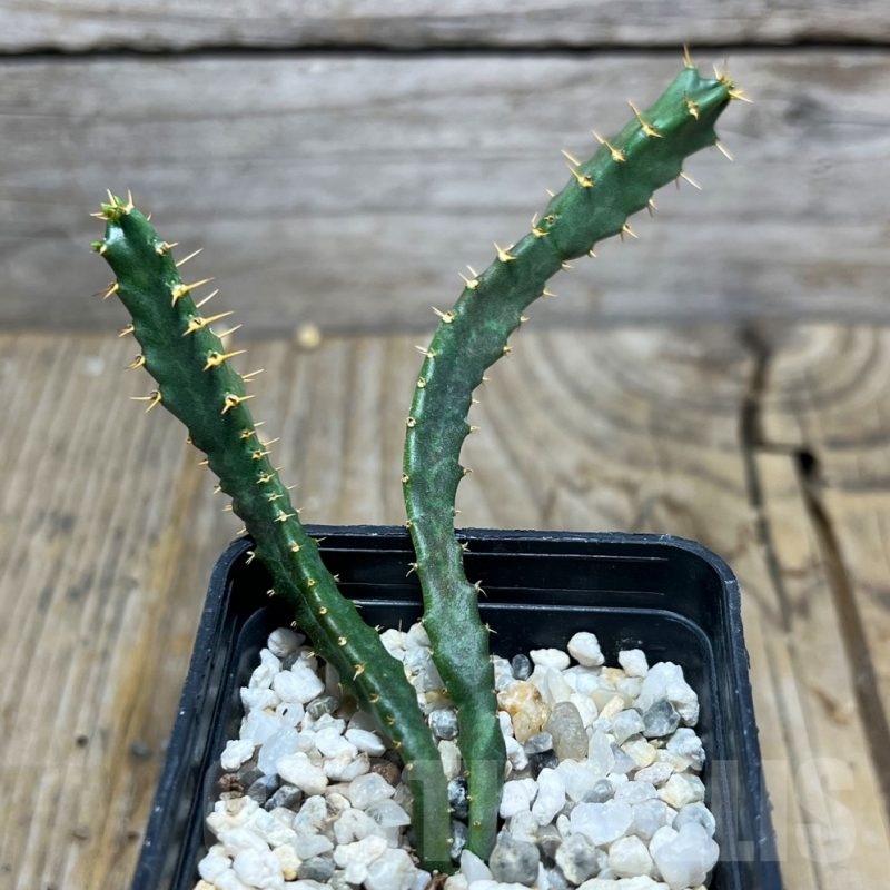 Euphorbia plants for sale - Online store Кактус онлайн.net