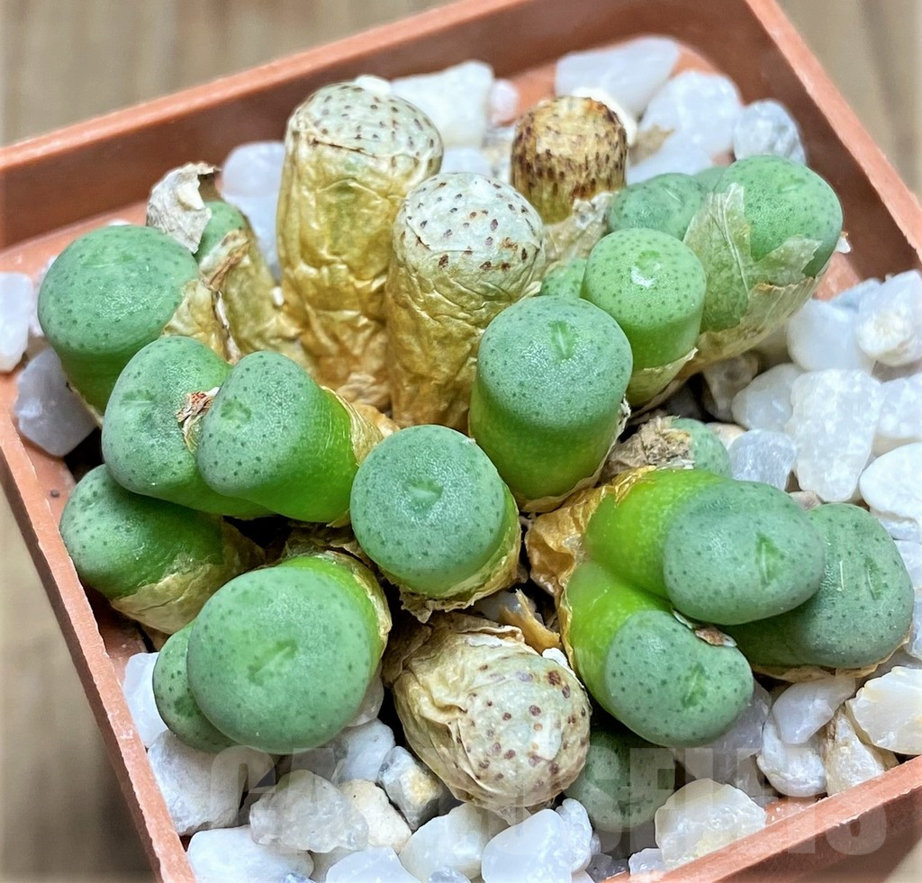 SHPR14382 Conophytum minutum LAV 26670 A – Кактус онлайн