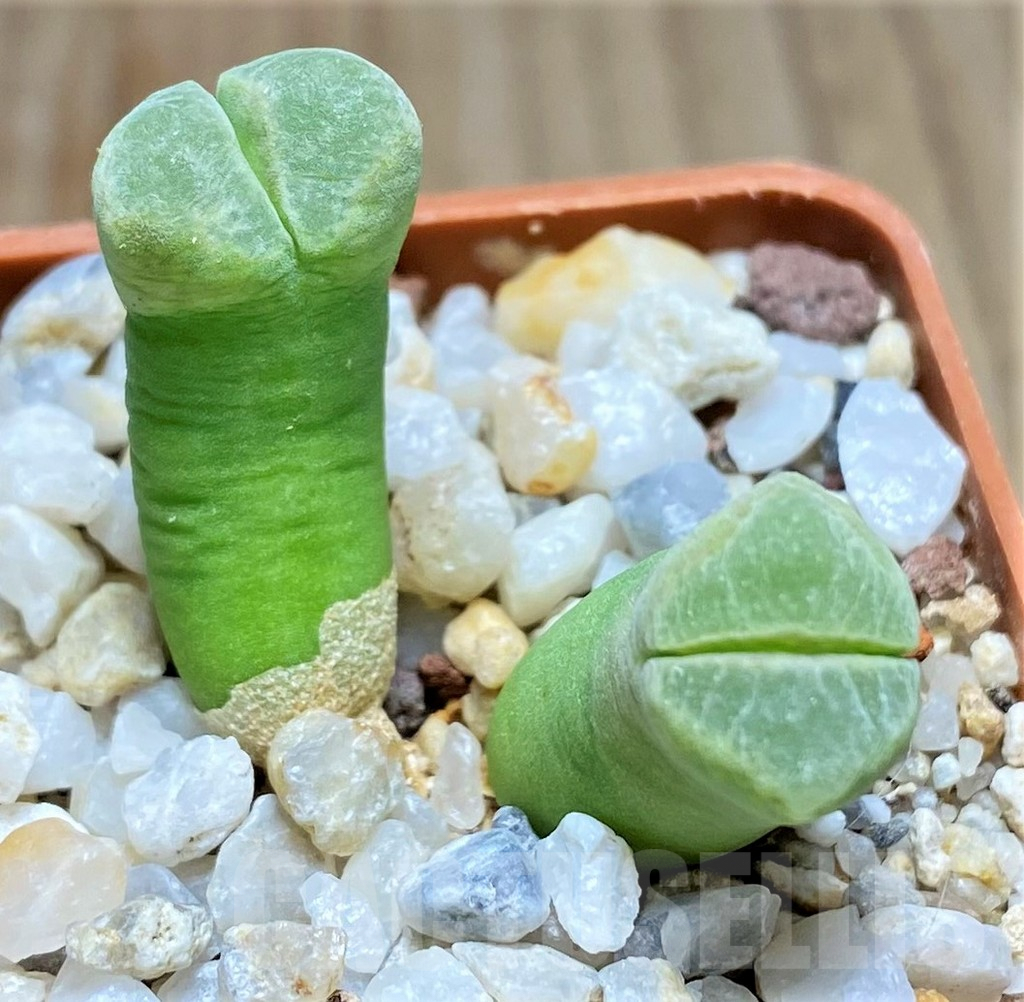 SHPR14381 Conophytum longum SB 1066 – Cactus-online