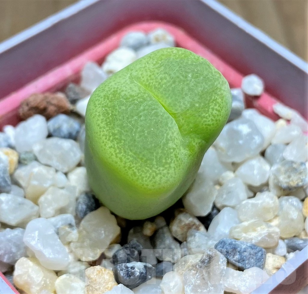 SHPR18328 Conophytum subfenestratum SB 624 – Кактус онлайн