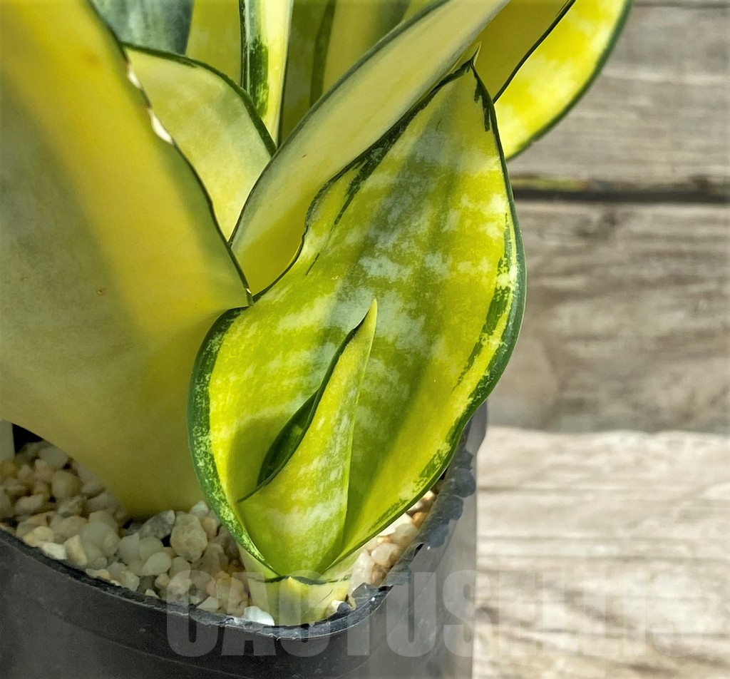 SHPR30317 Sansevieria ‘Asahi’ – Cactus-online