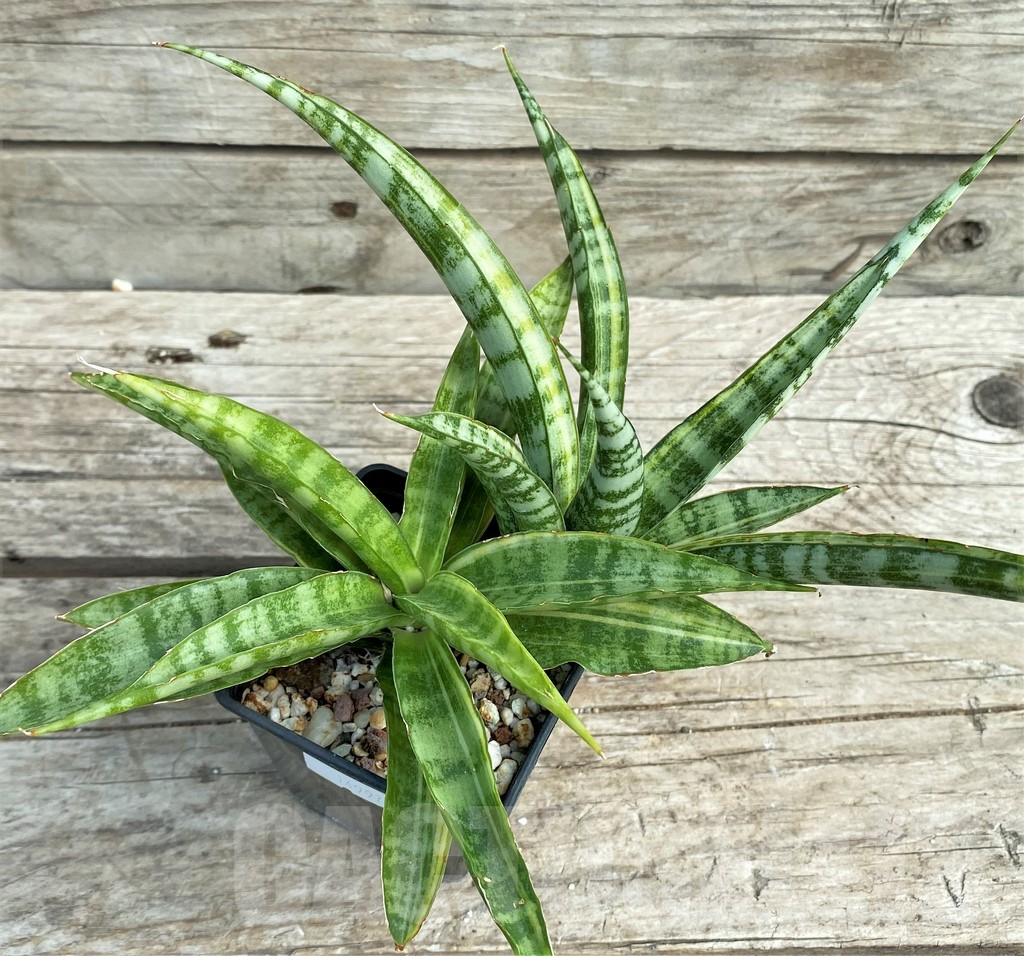 SHPR14997 Sansevieria parva hybrid f. variegata – Кактус онлайн